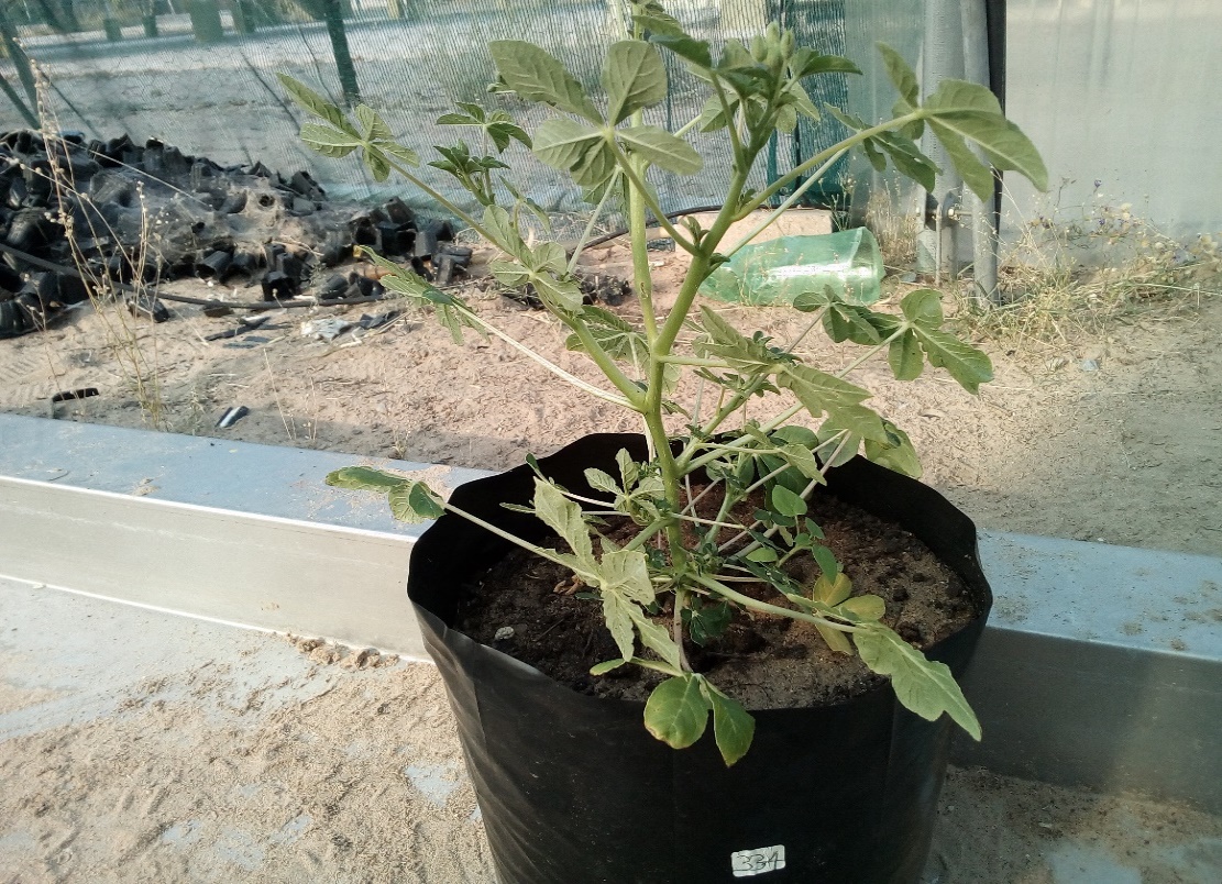 Diversity and domestication status of Spider plant (Gynandropsis ...