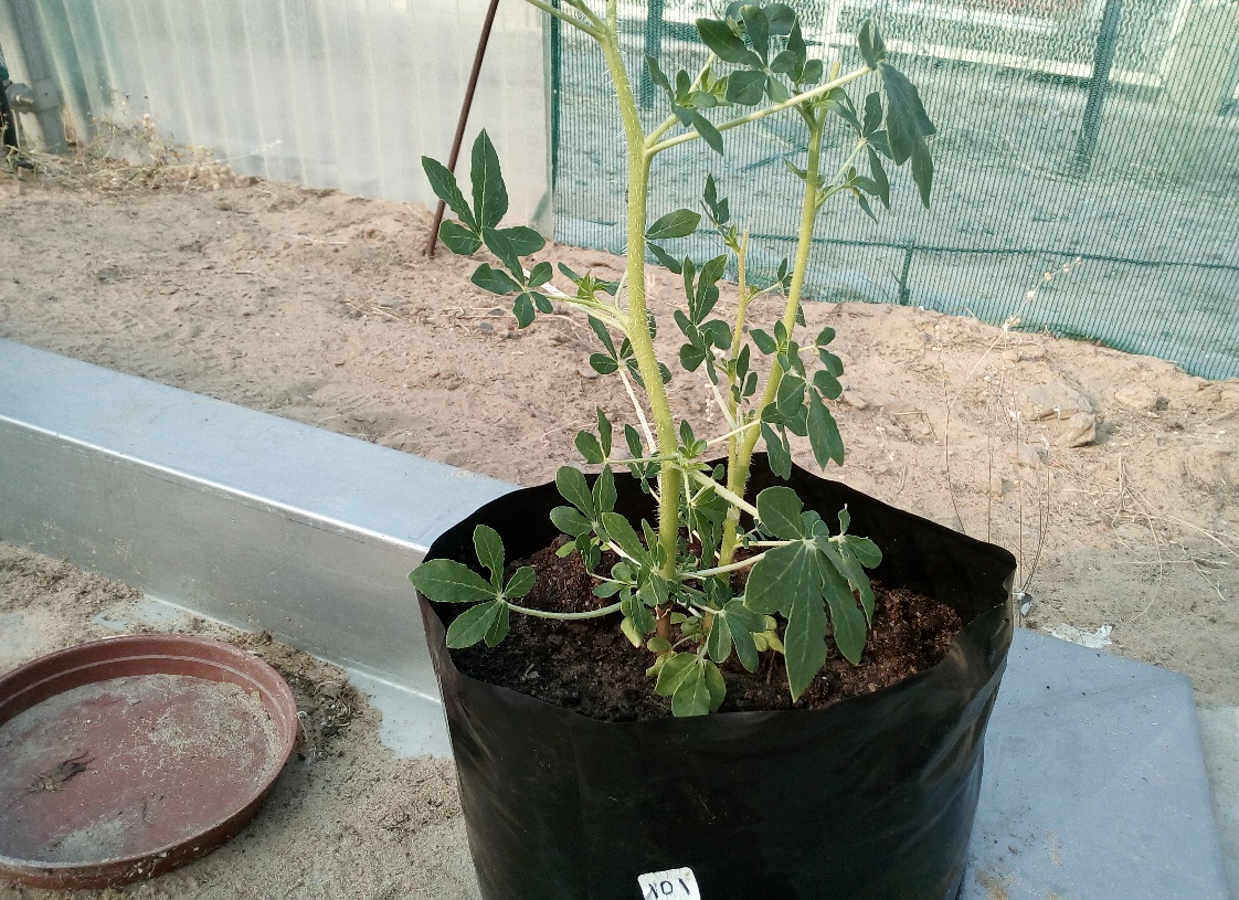 Diversity and domestication status of Spider plant (Gynandropsis ...