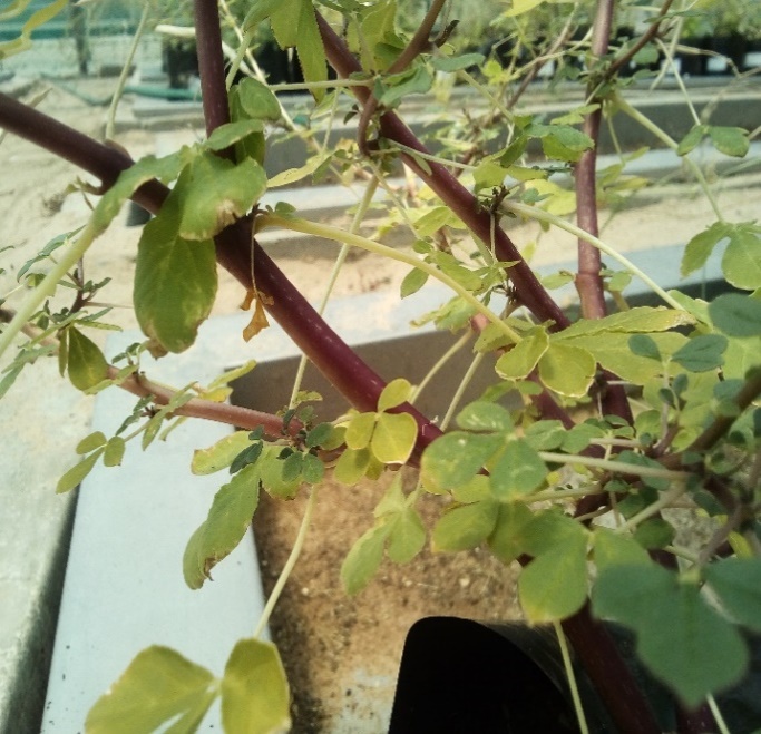 Diversity and domestication status of Spider plant (Gynandropsis ...